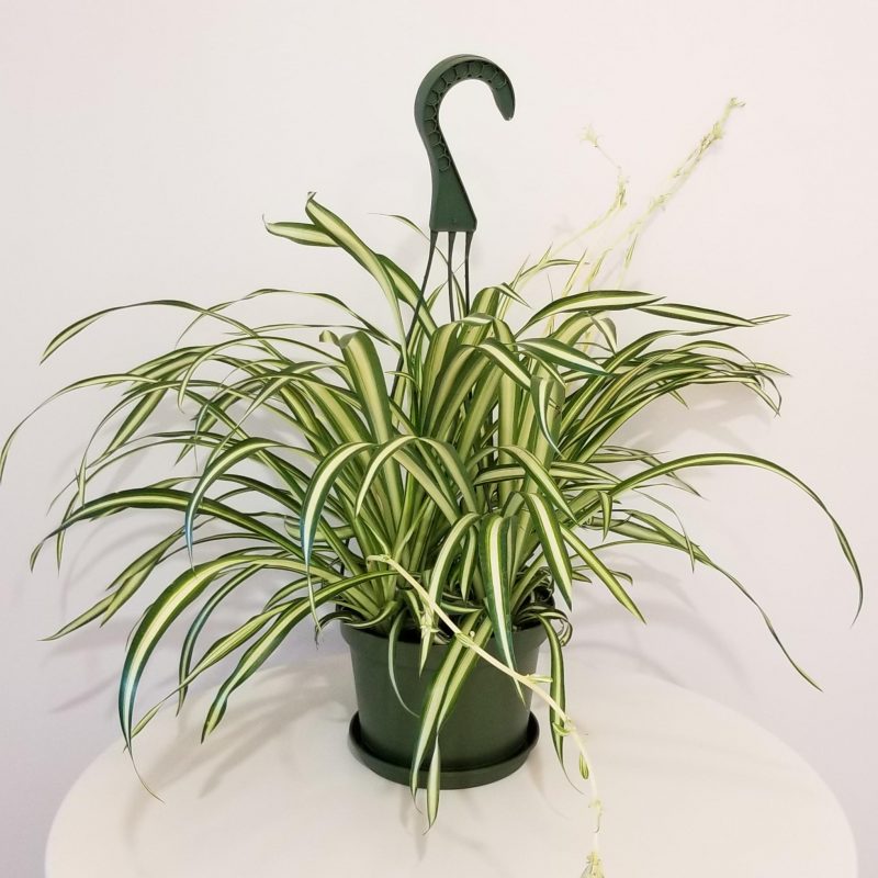 Sugar Vine | InteriorPlants.ca