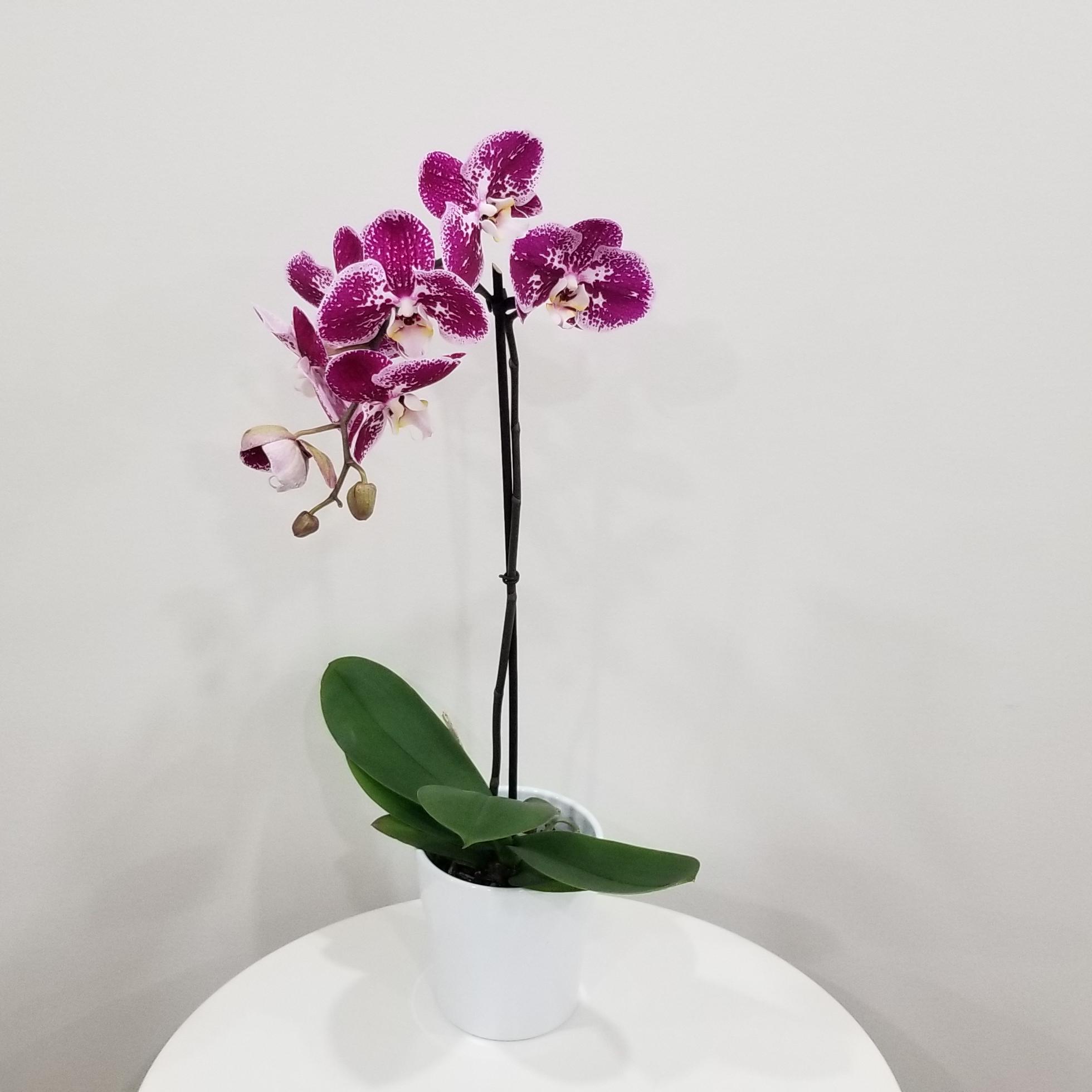 Orchids | InteriorPlants.ca
