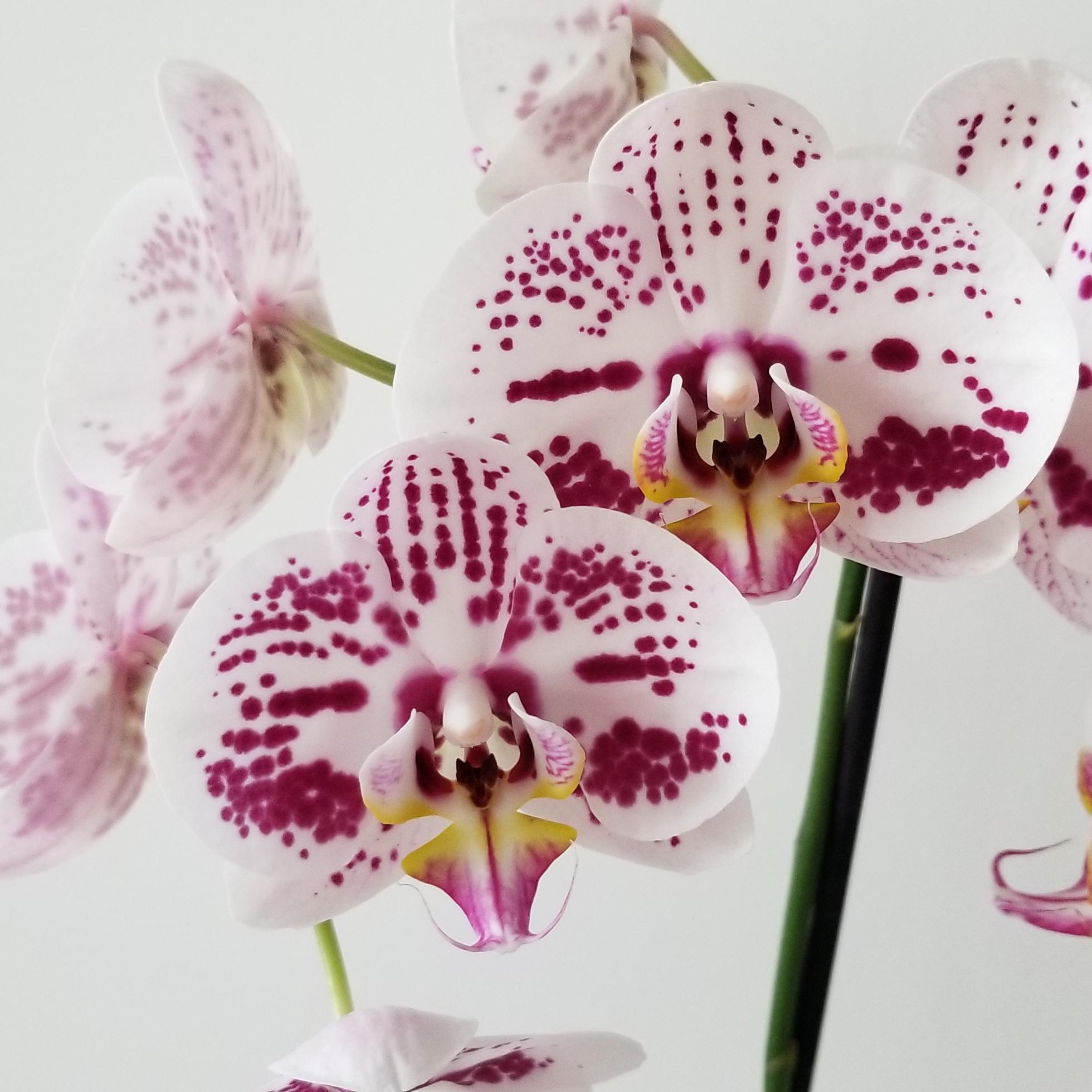 Orchids | InteriorPlants.ca