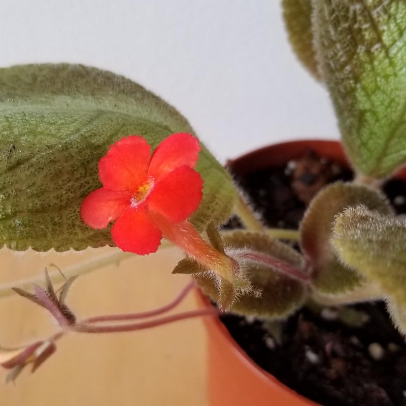 Episcia | InteriorPlants.ca