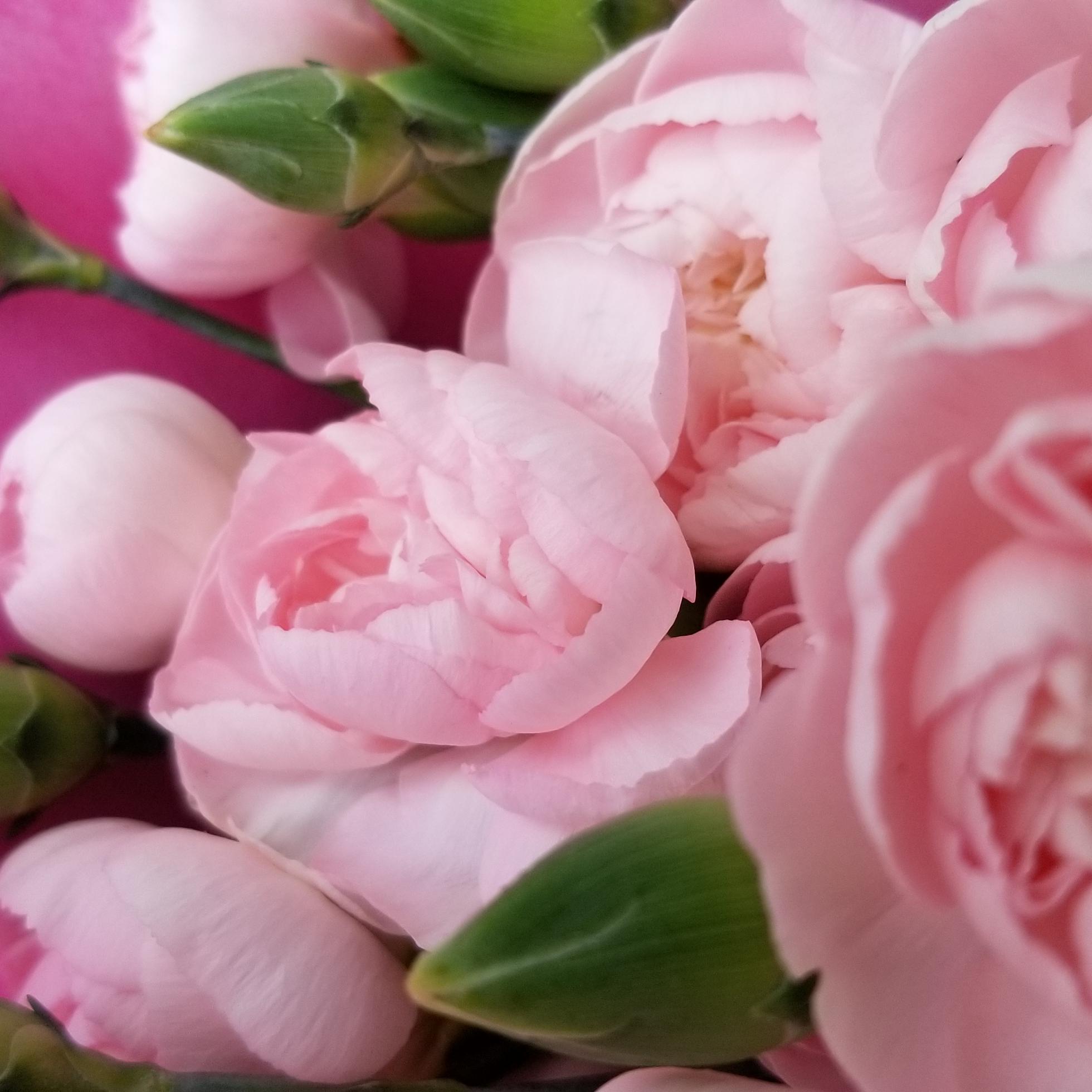 Flowers | InteriorPlants.ca