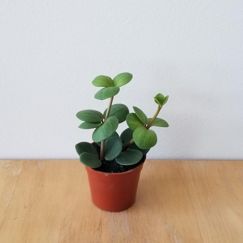 Peperomia Hope | InteriorPlants.ca