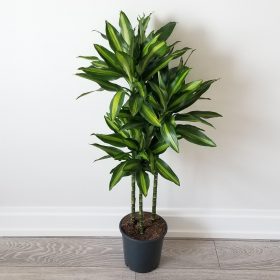 Fragrant | InteriorPlants.ca