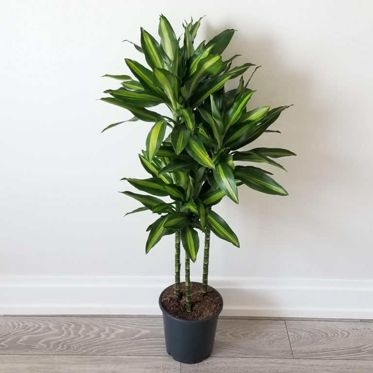 Plants | Page 5 of 18 | InteriorPlants.ca