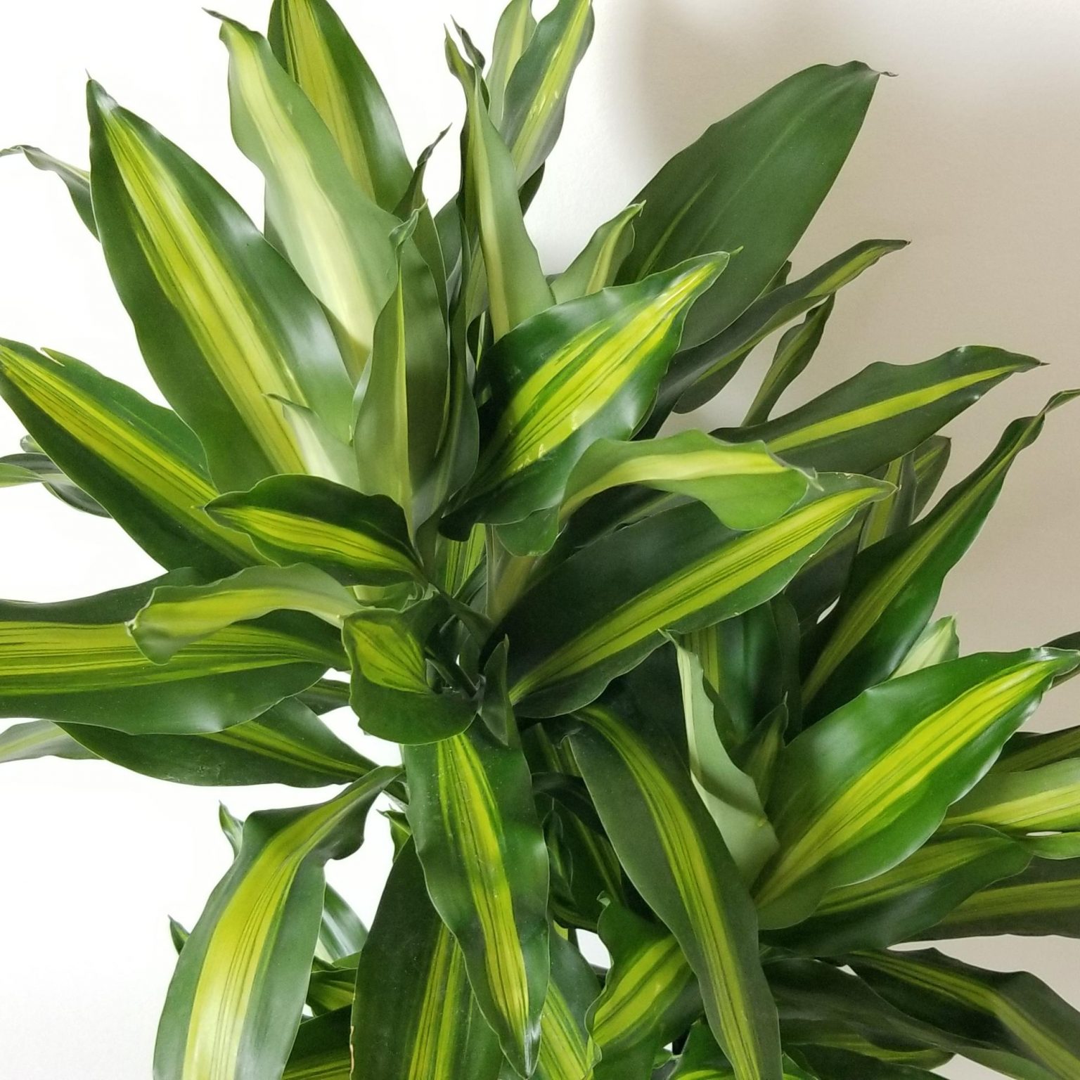 Interior Plants Home | InteriorPlants.ca