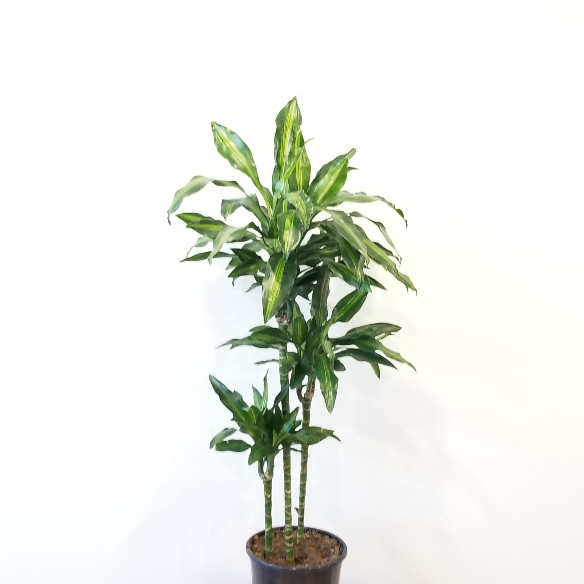 Dracaena | InteriorPlants.ca