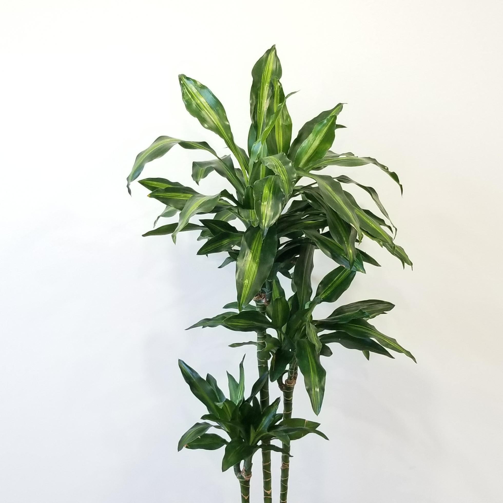 Plants | Page 5 of 22 | InteriorPlants.ca