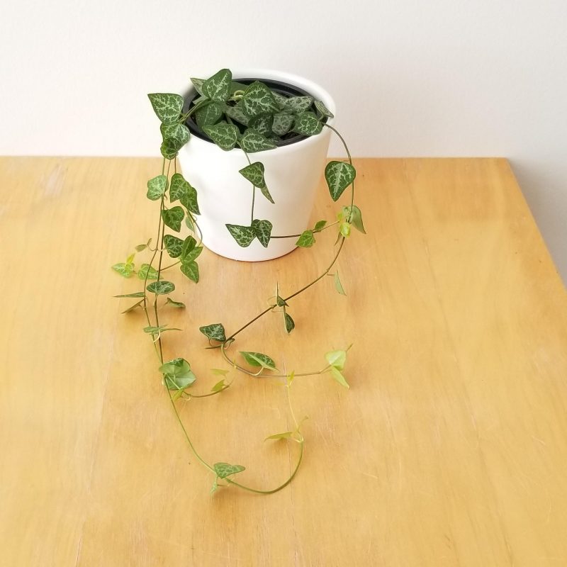 String of Arrows | InteriorPlants.ca