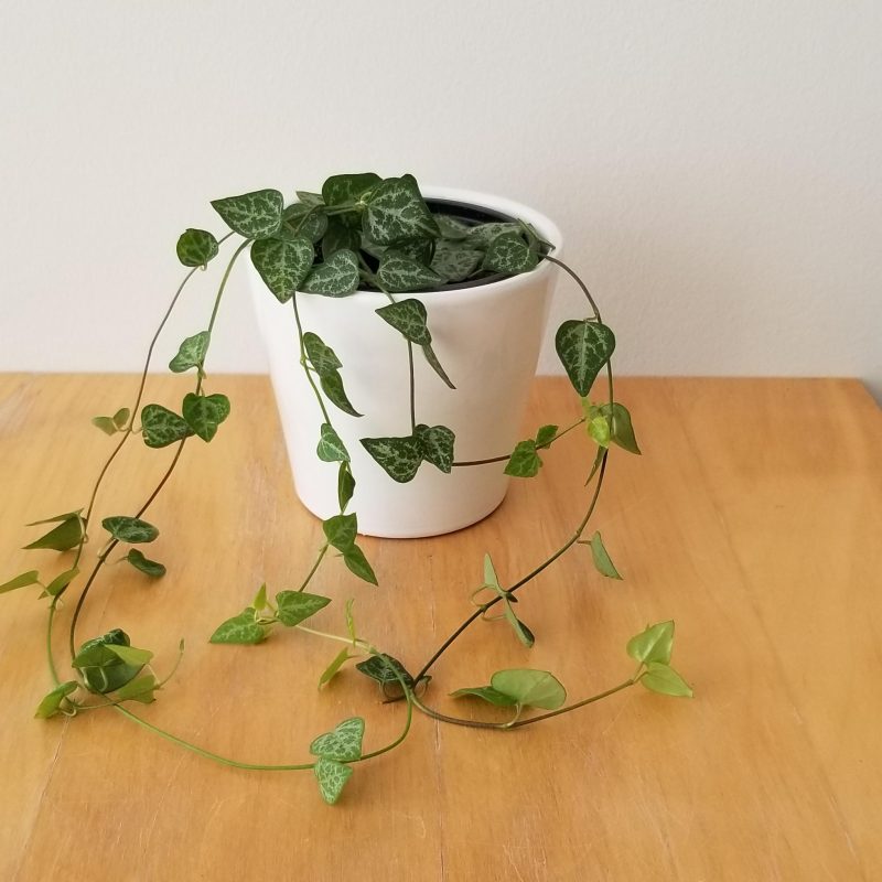 String of Arrows | InteriorPlants.ca