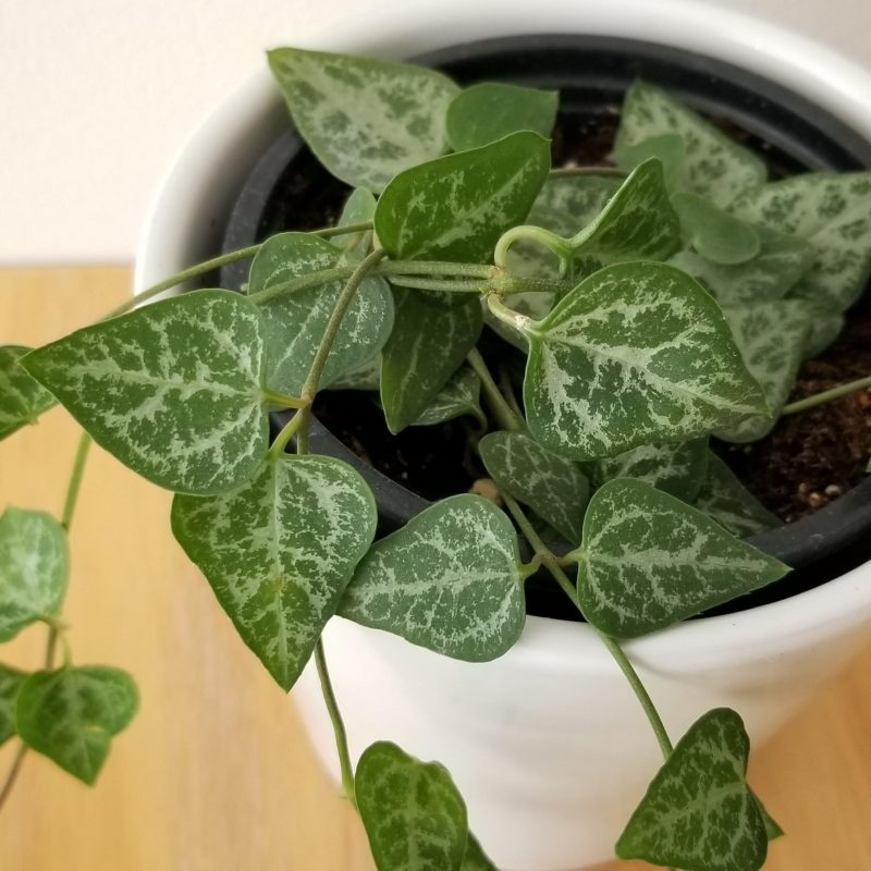 String of Arrows | InteriorPlants.ca