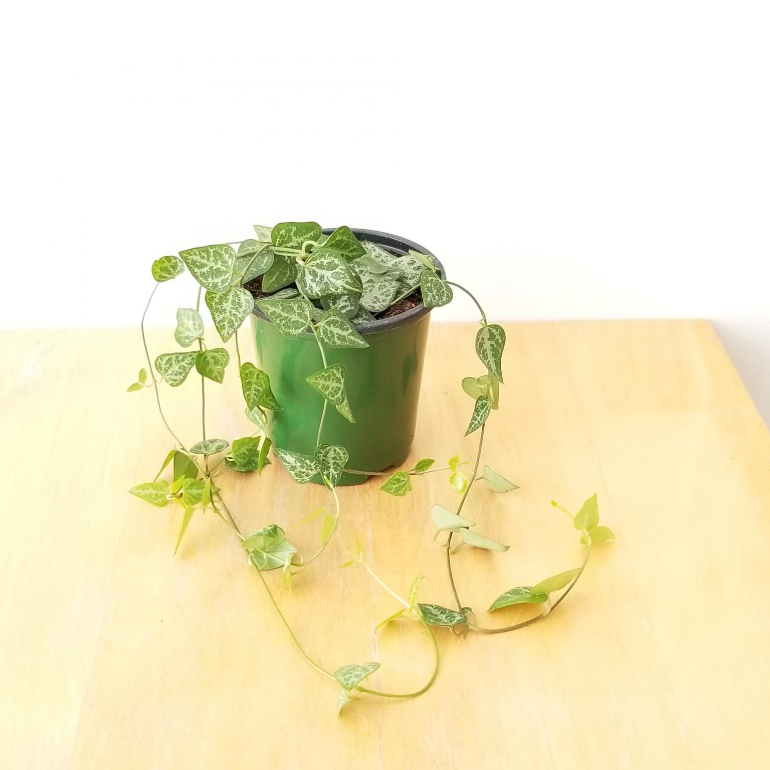 String of Arrows | InteriorPlants.ca