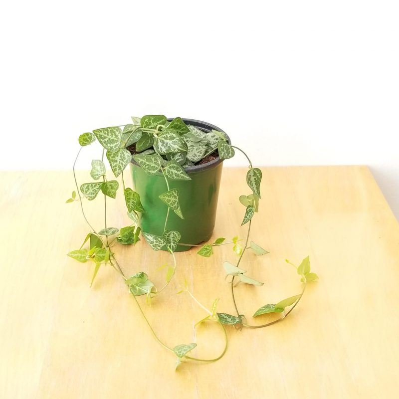 String of Arrows | InteriorPlants.ca