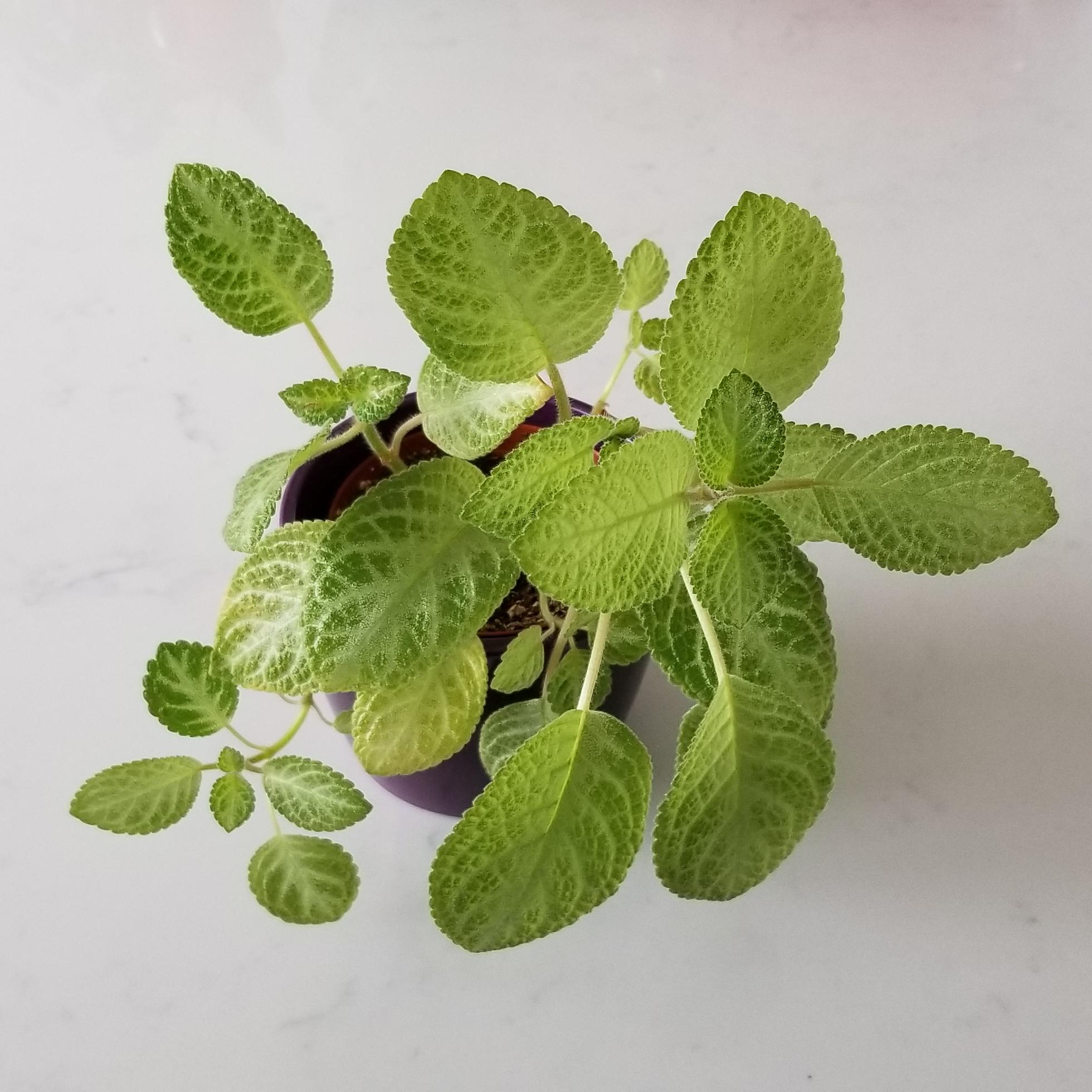 Episcia | InteriorPlants.ca