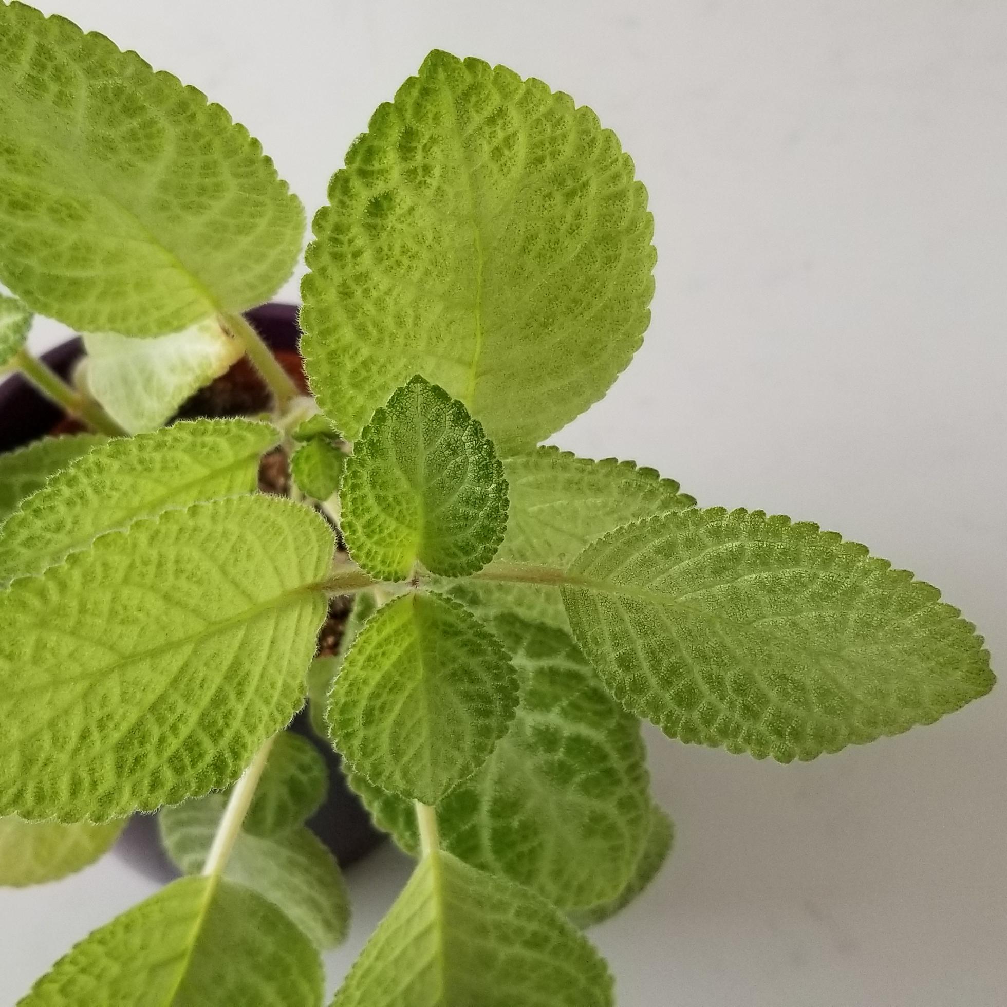 Episcia | InteriorPlants.ca