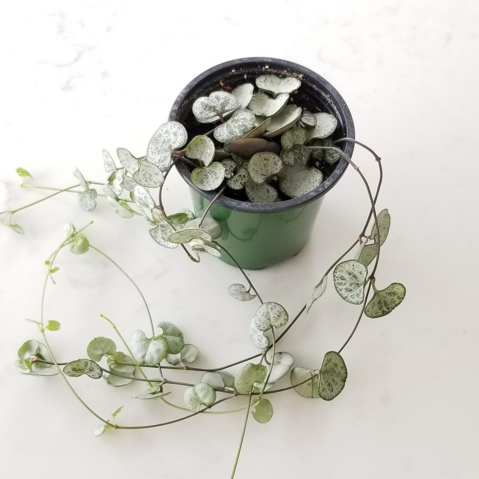 String of Hearts 'Silver Glory' | InteriorPlants.ca
