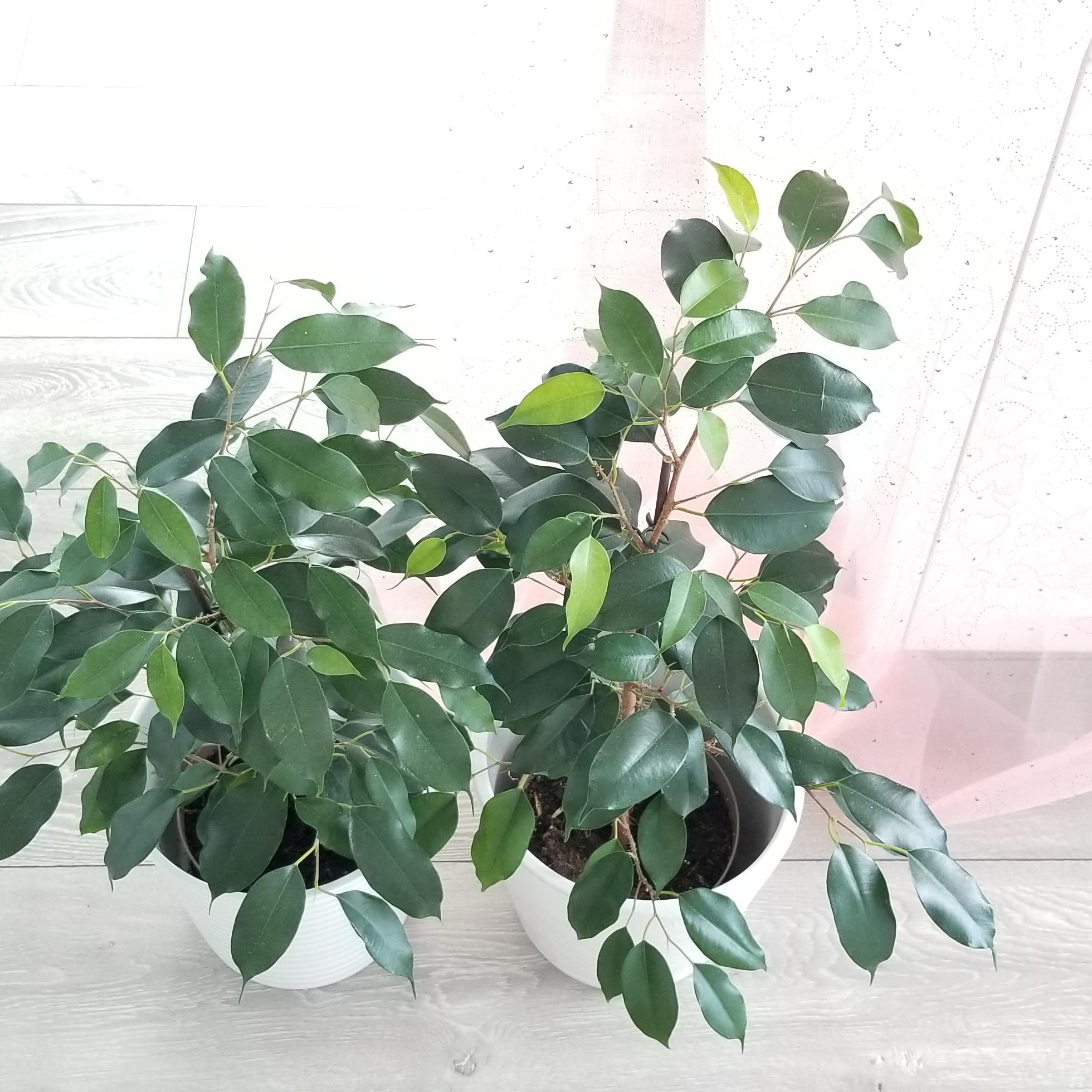 Ficus | InteriorPlants.ca