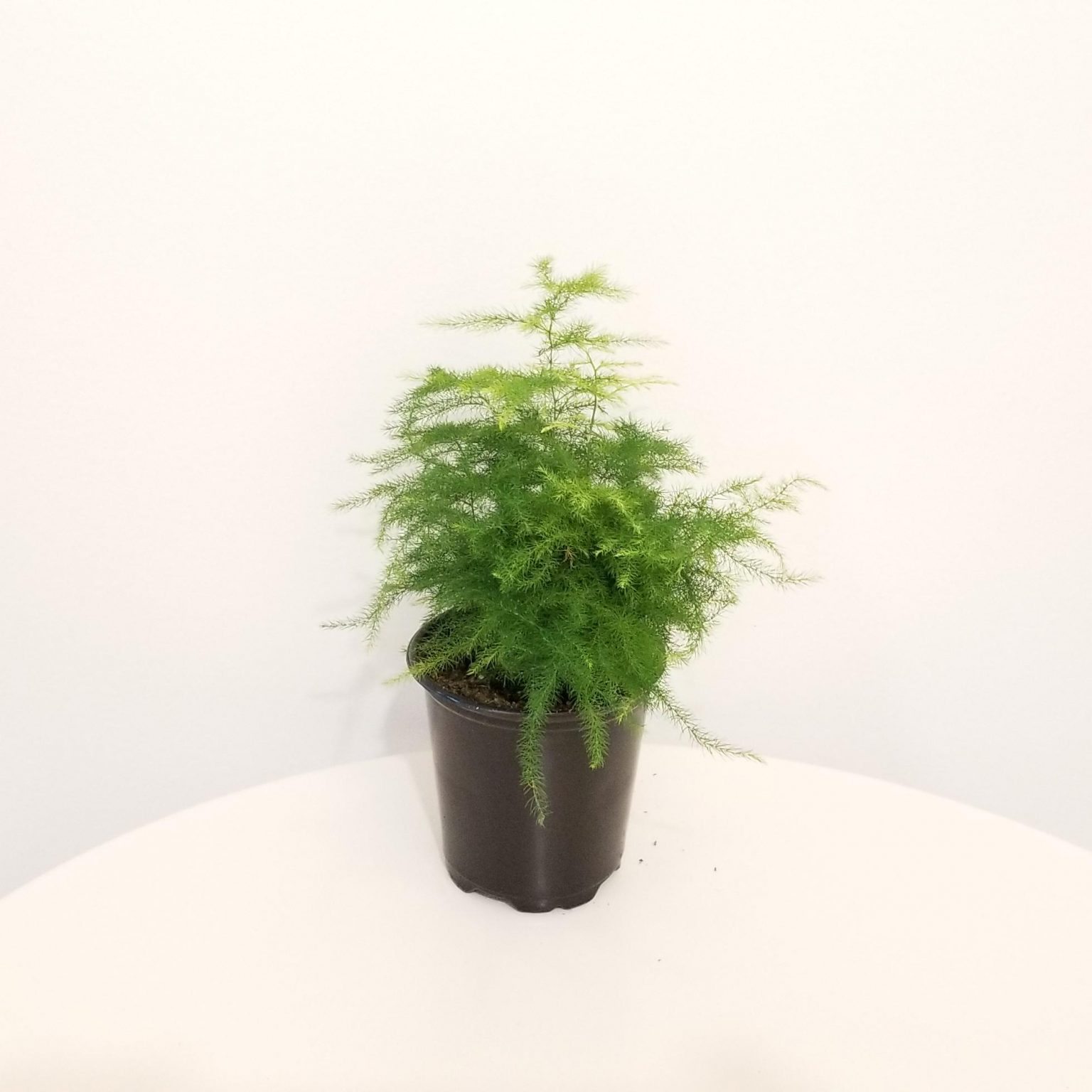 Fern Asparagus Plumosa | InteriorPlants.ca