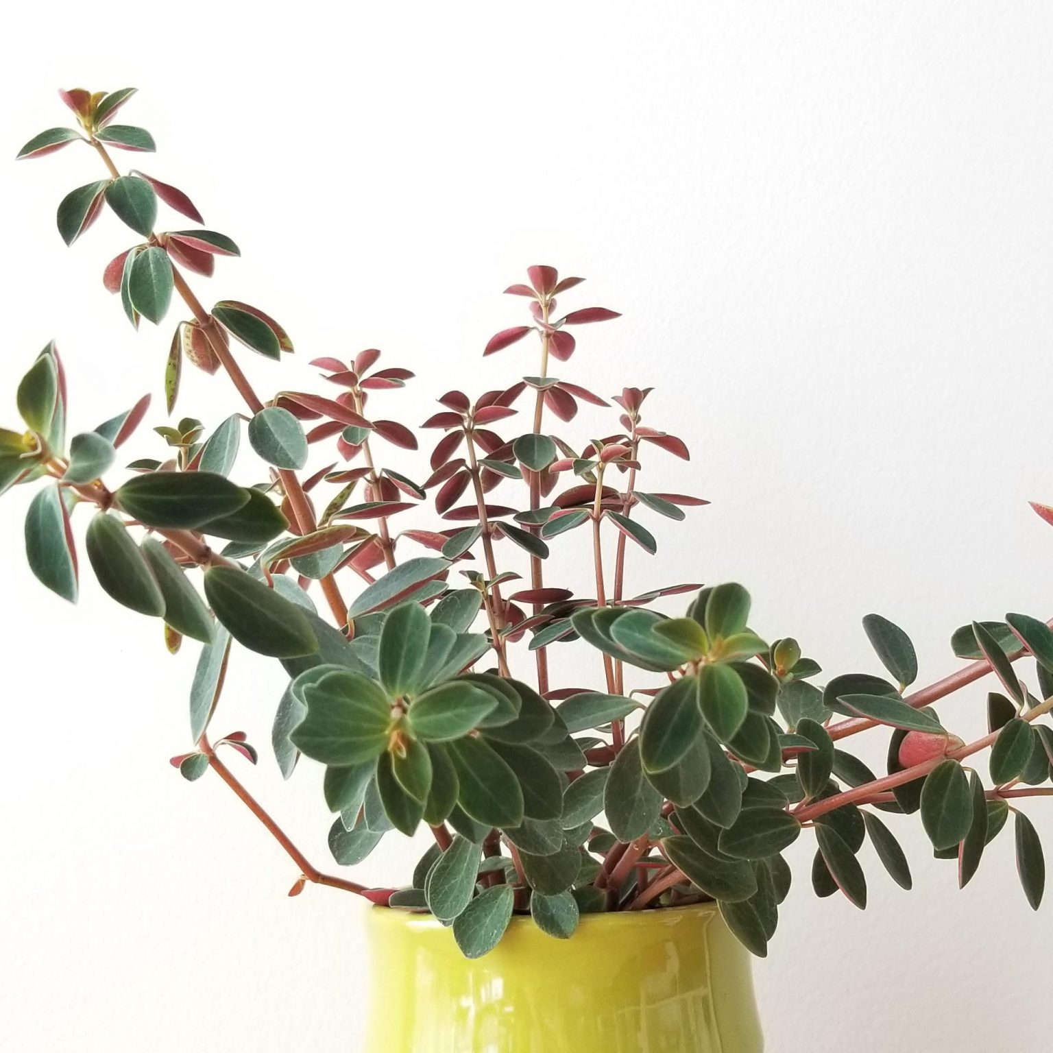 Peperomia Verticillata | InteriorPlants.ca