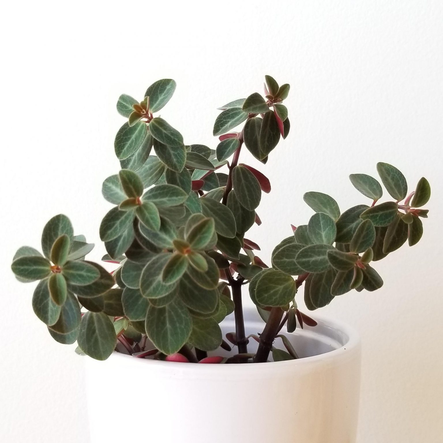 Peperomia Verticillata | InteriorPlants.ca