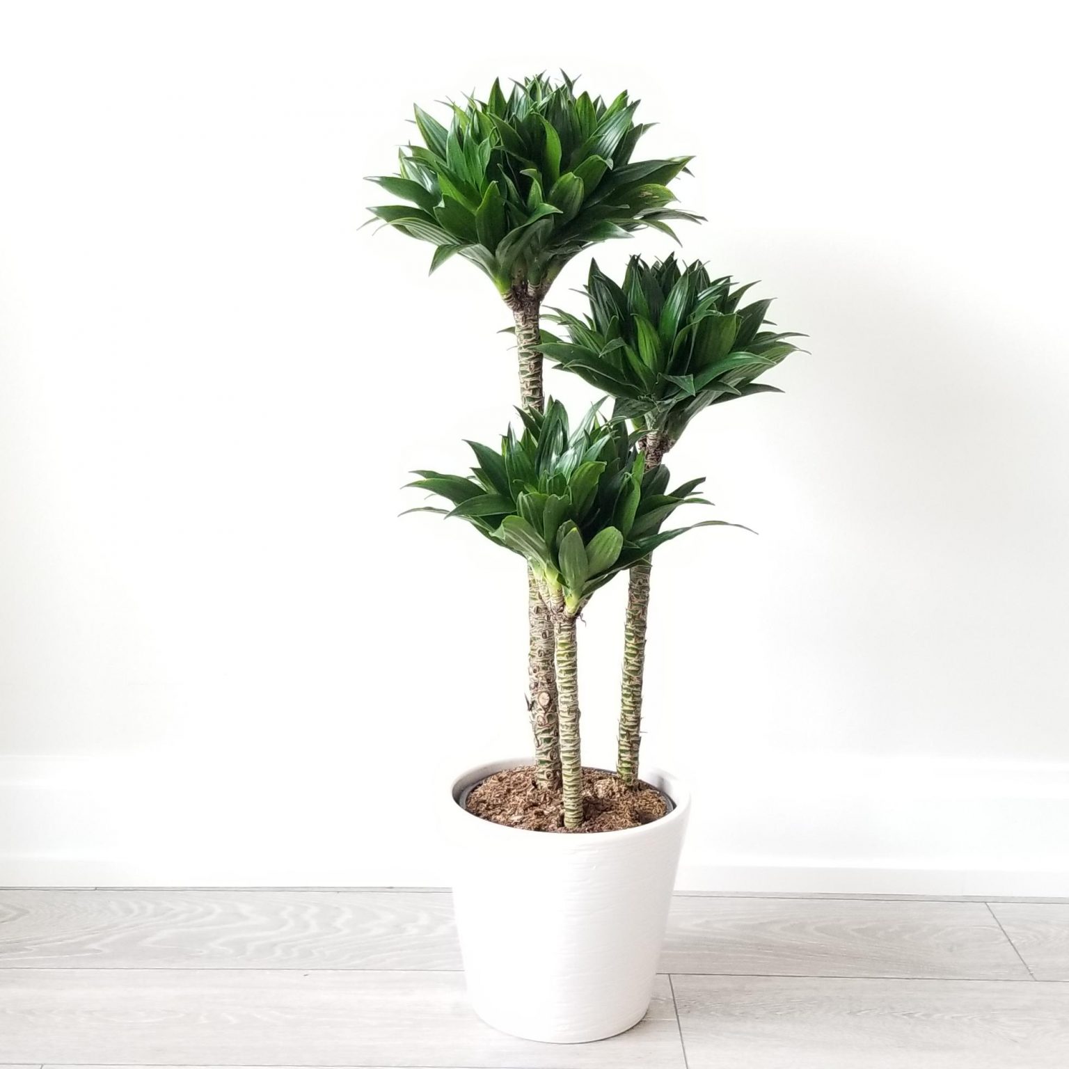 Plants | Page 5 of 20 | InteriorPlants.ca