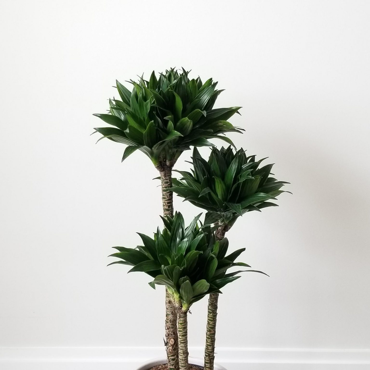Plants | Page 5 of 20 | InteriorPlants.ca