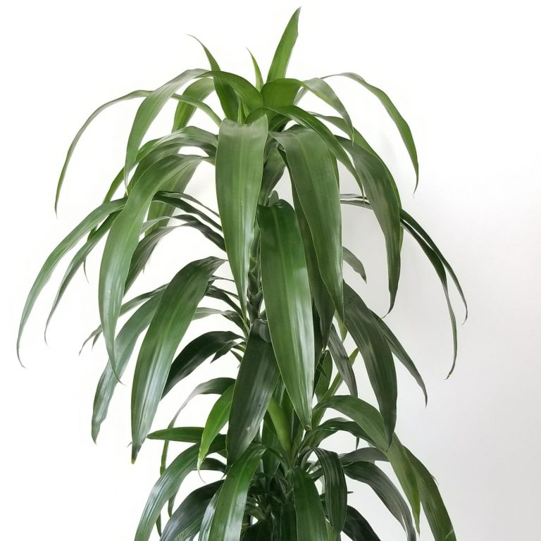 Dracaena Lisa Elegance Cane 10" | InteriorPlants.ca