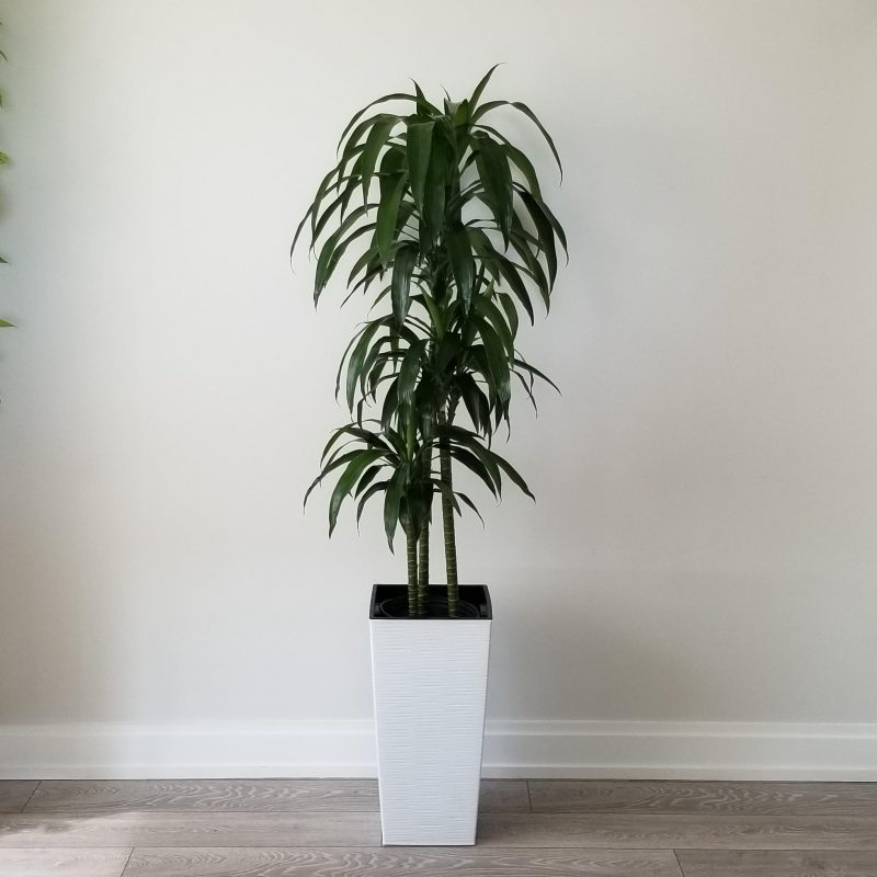 Dracaena Lisa Elegance Cane 10" | InteriorPlants.ca