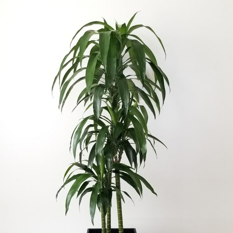Dracaena Lisa Elegance Cane 10" | InteriorPlants.ca