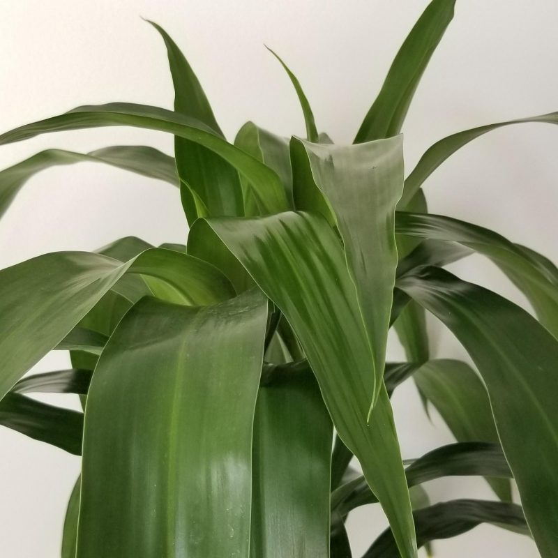Dracaena Lisa Elegance Cane 10" | InteriorPlants.ca