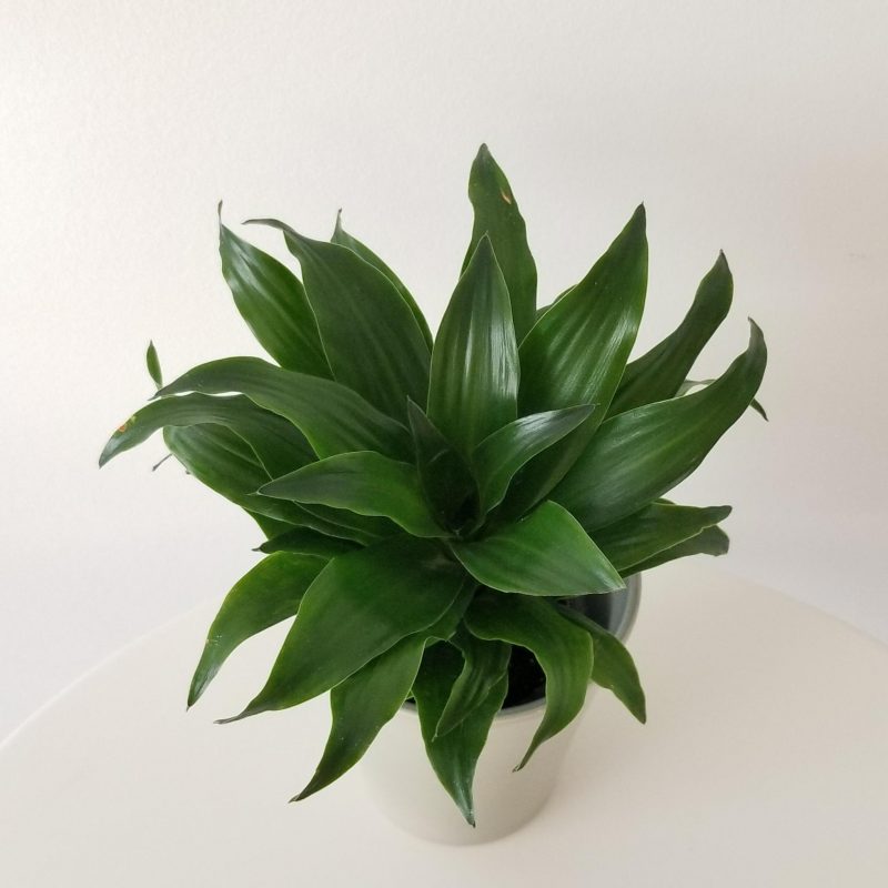 Dracaena Janet Craig Compacta in Deco Ceramic 4" | InteriorPlants.ca