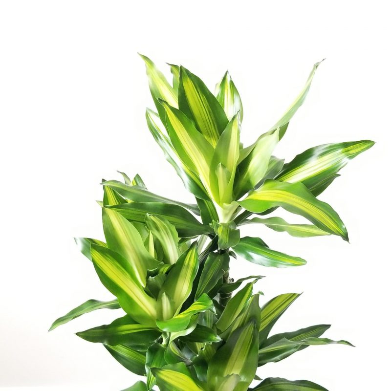 Tree like | InteriorPlants.ca