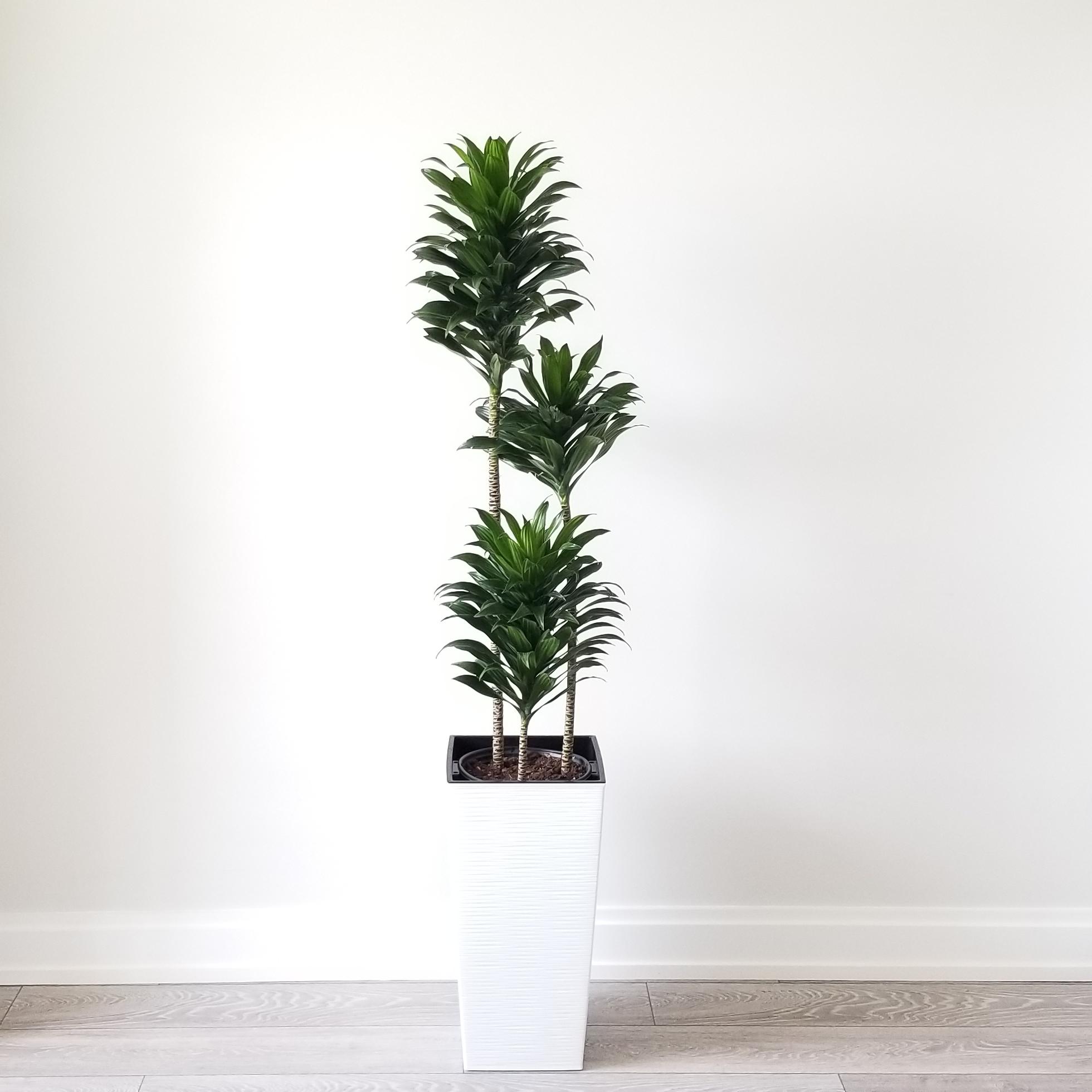 Tree like | InteriorPlants.ca