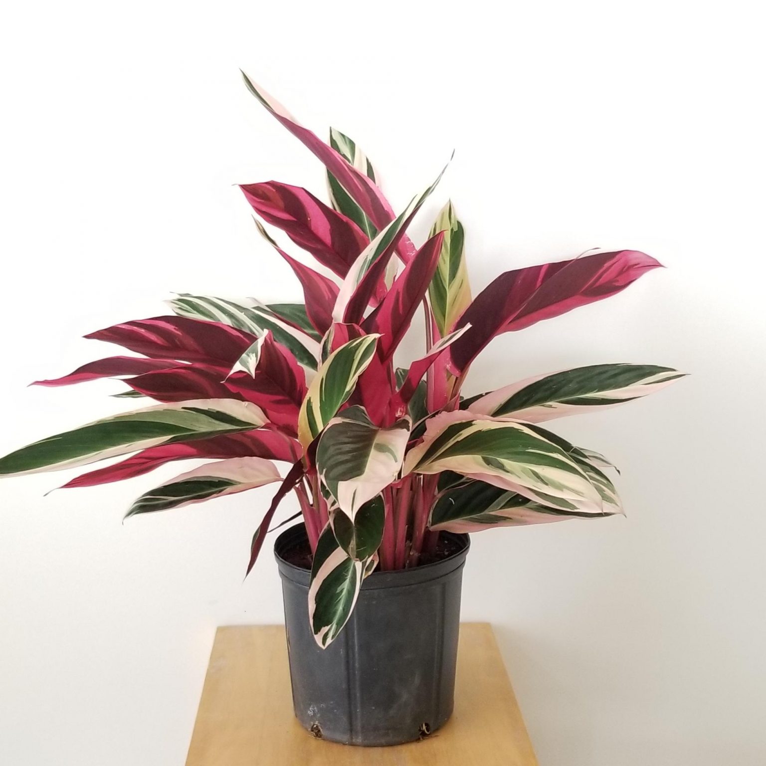 Stromanthe Triostar | InteriorPlants.ca