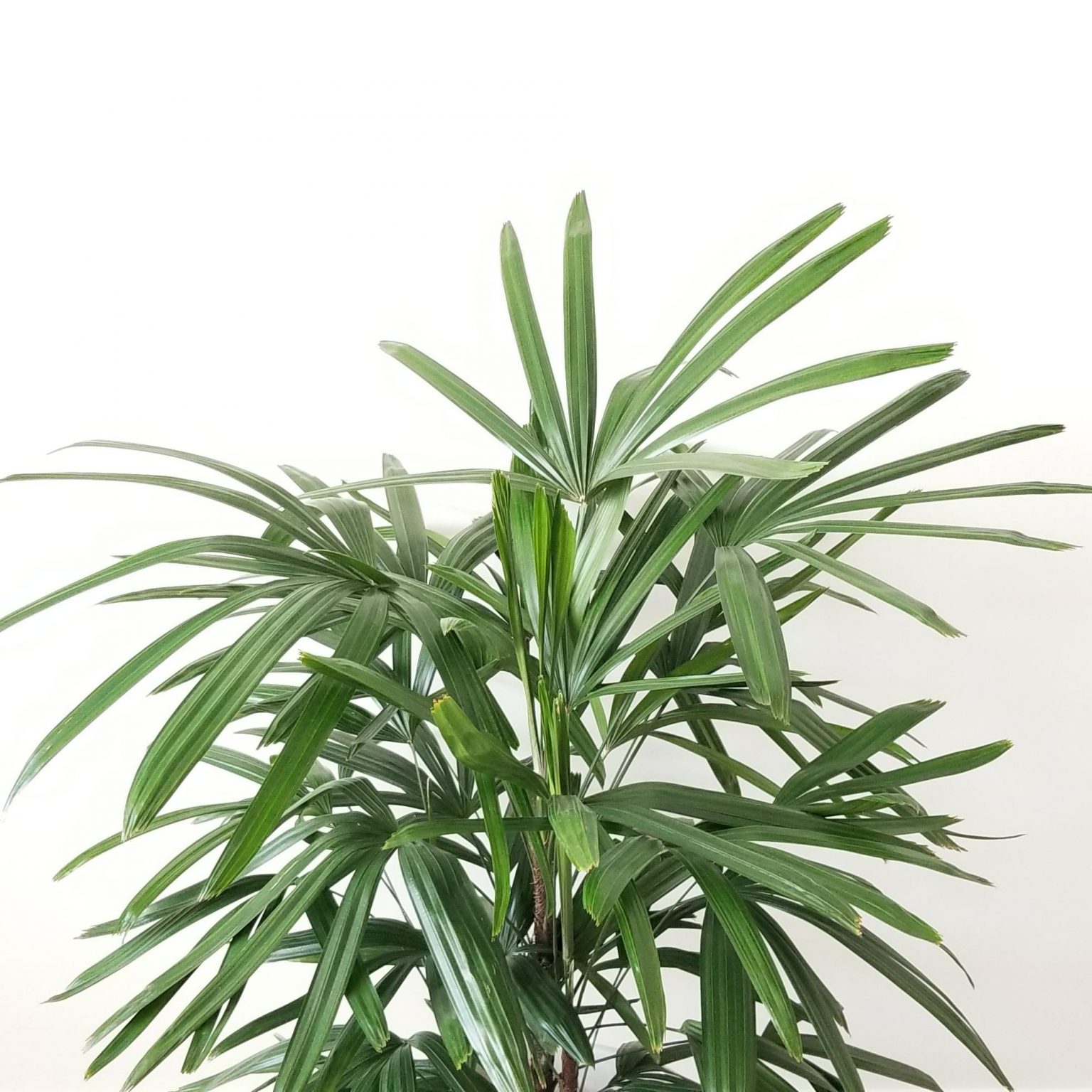 Rhapis Palm | InteriorPlants.ca