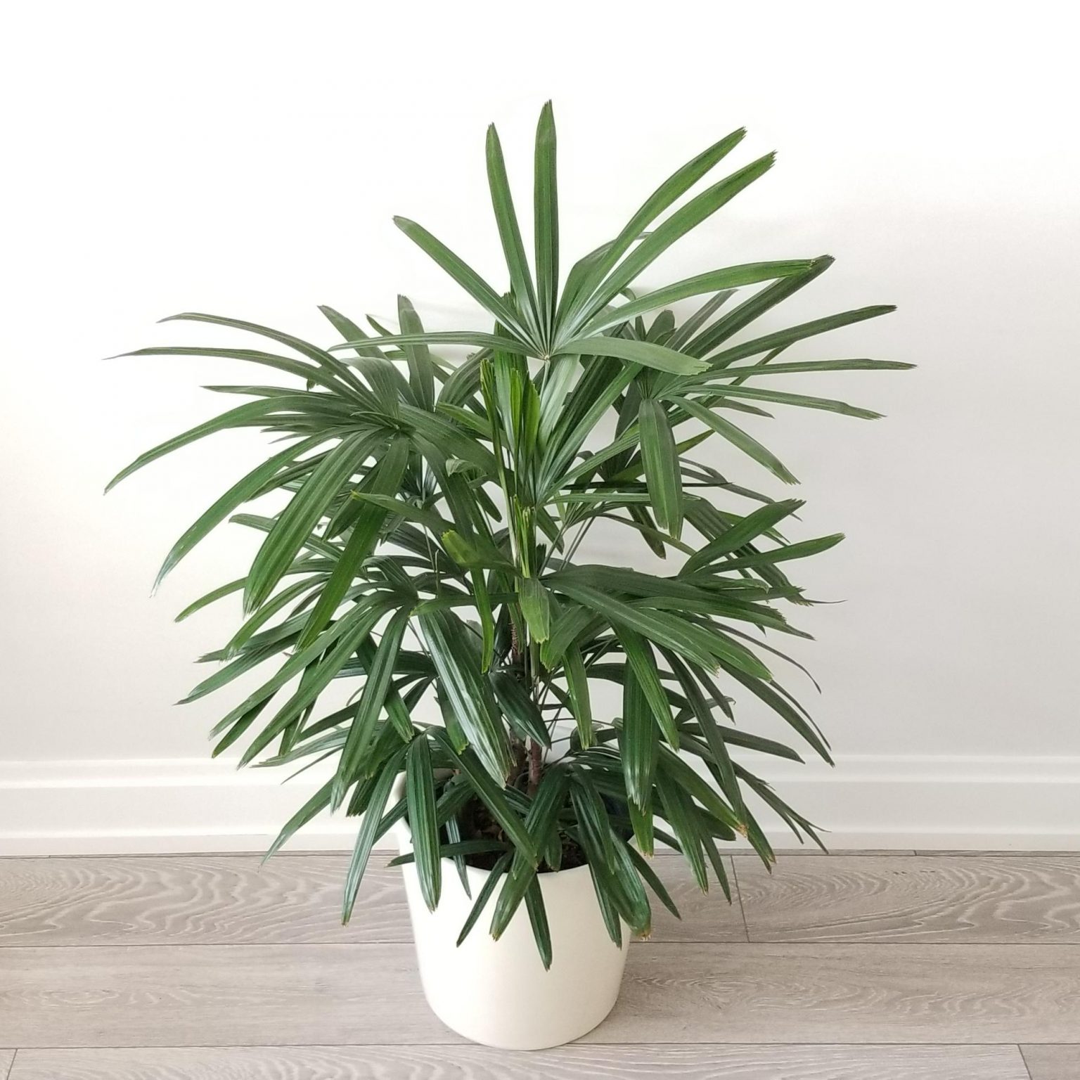 Rhapis Palm | InteriorPlants.ca