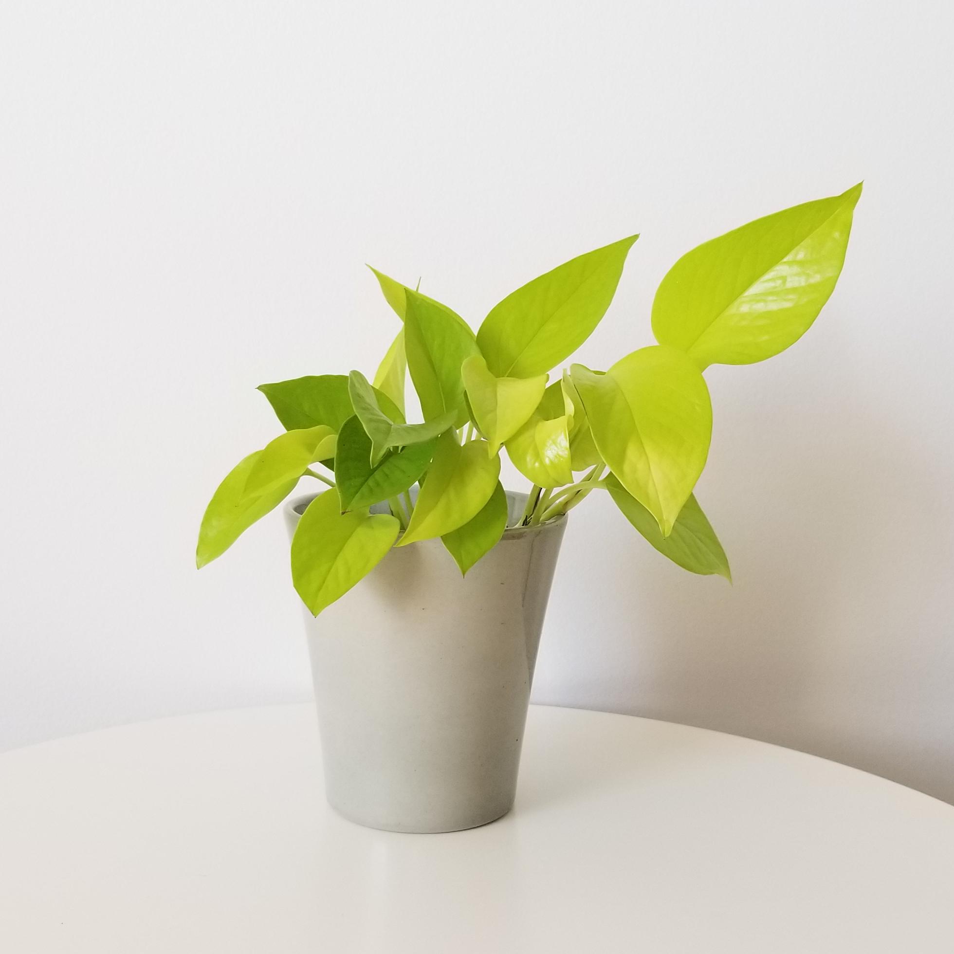 Pothos | InteriorPlants.ca