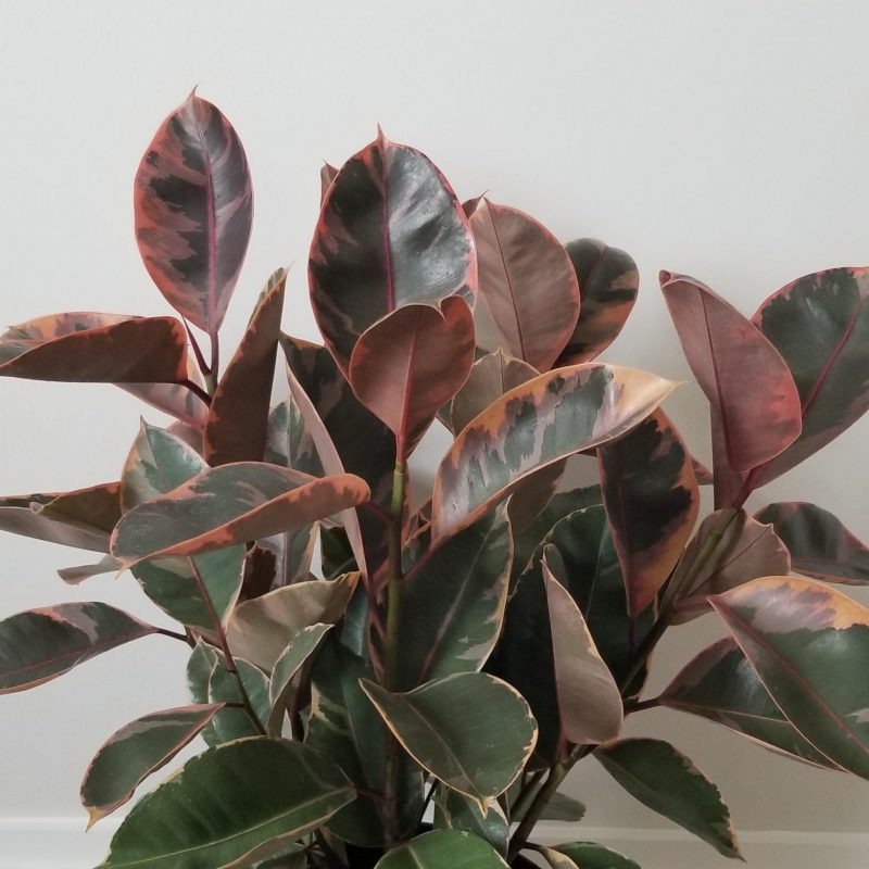 Ficus Elastica Ruby - Variegated Rubber Plant | InteriorPlants.ca