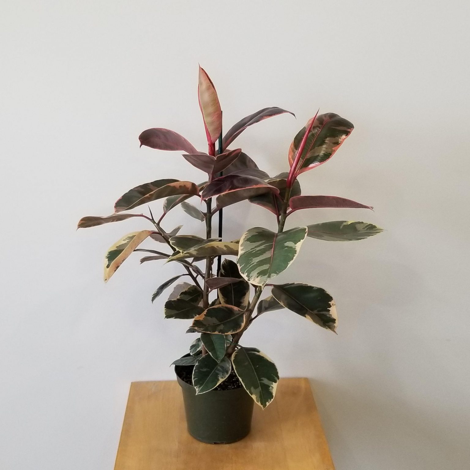 Ficus Elastica Ruby - Variegated Rubber Plant | InteriorPlants.ca