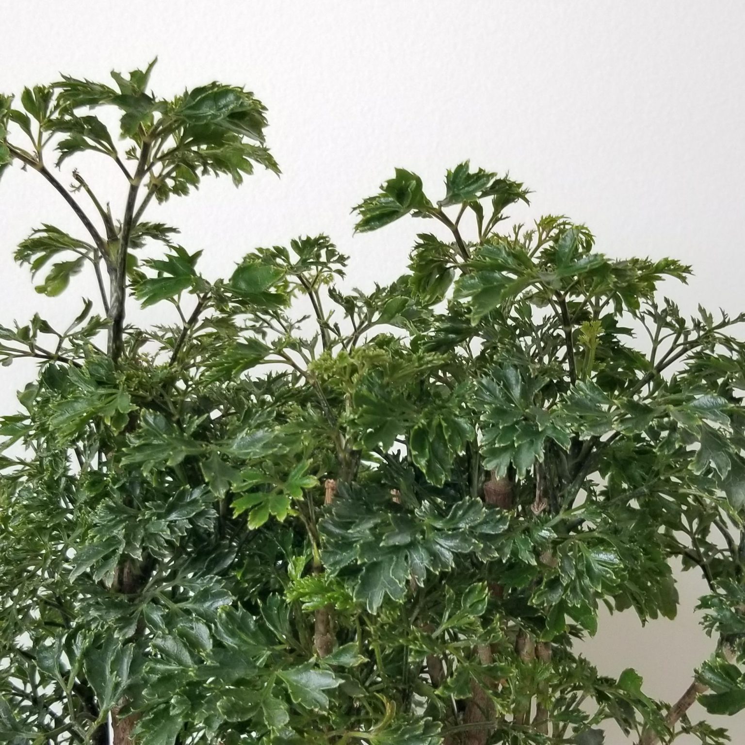 Aralia | InteriorPlants.ca