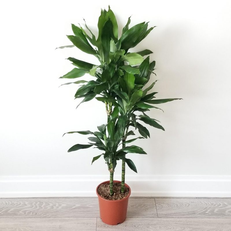 Dracaena | InteriorPlants.ca