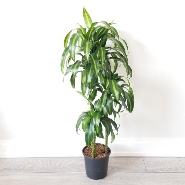 Plants | Page 5 of 17 | InteriorPlants.ca