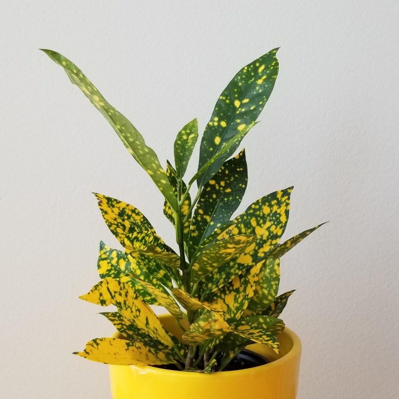 Croton 'Gold Dust' | InteriorPlants.ca