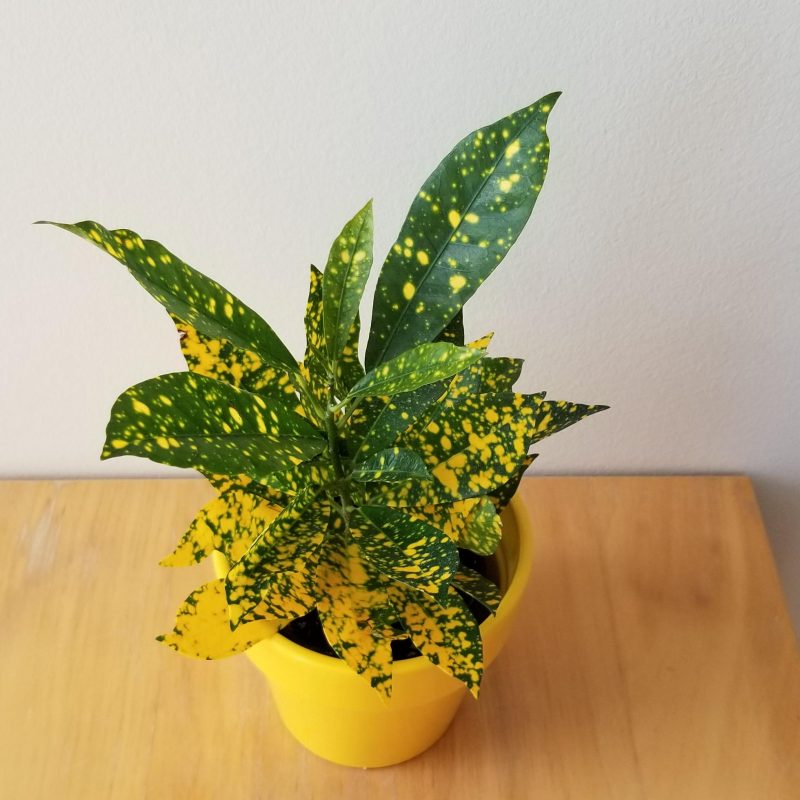 Croton 'Gold Dust' | InteriorPlants.ca
