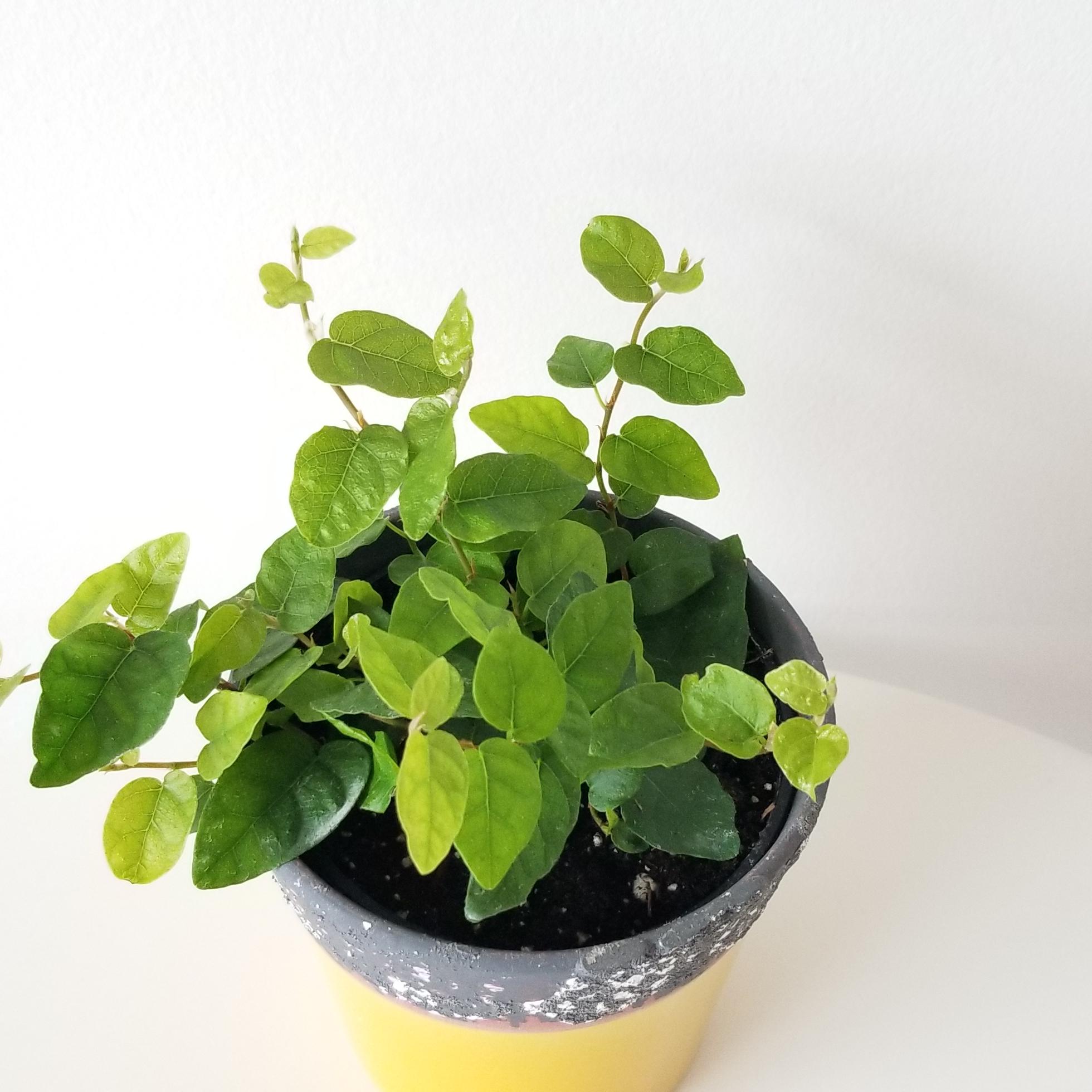 Interior Plants Home | InteriorPlants.ca