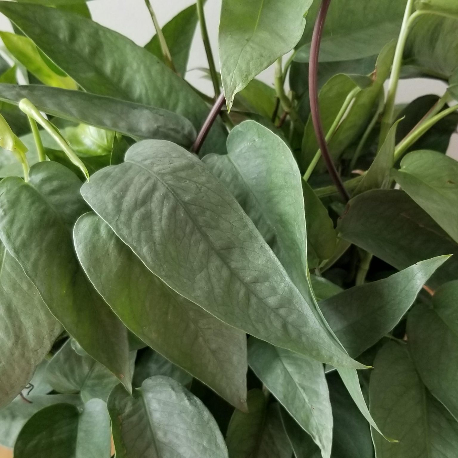 Pothos Cebu Blue | InteriorPlants.ca