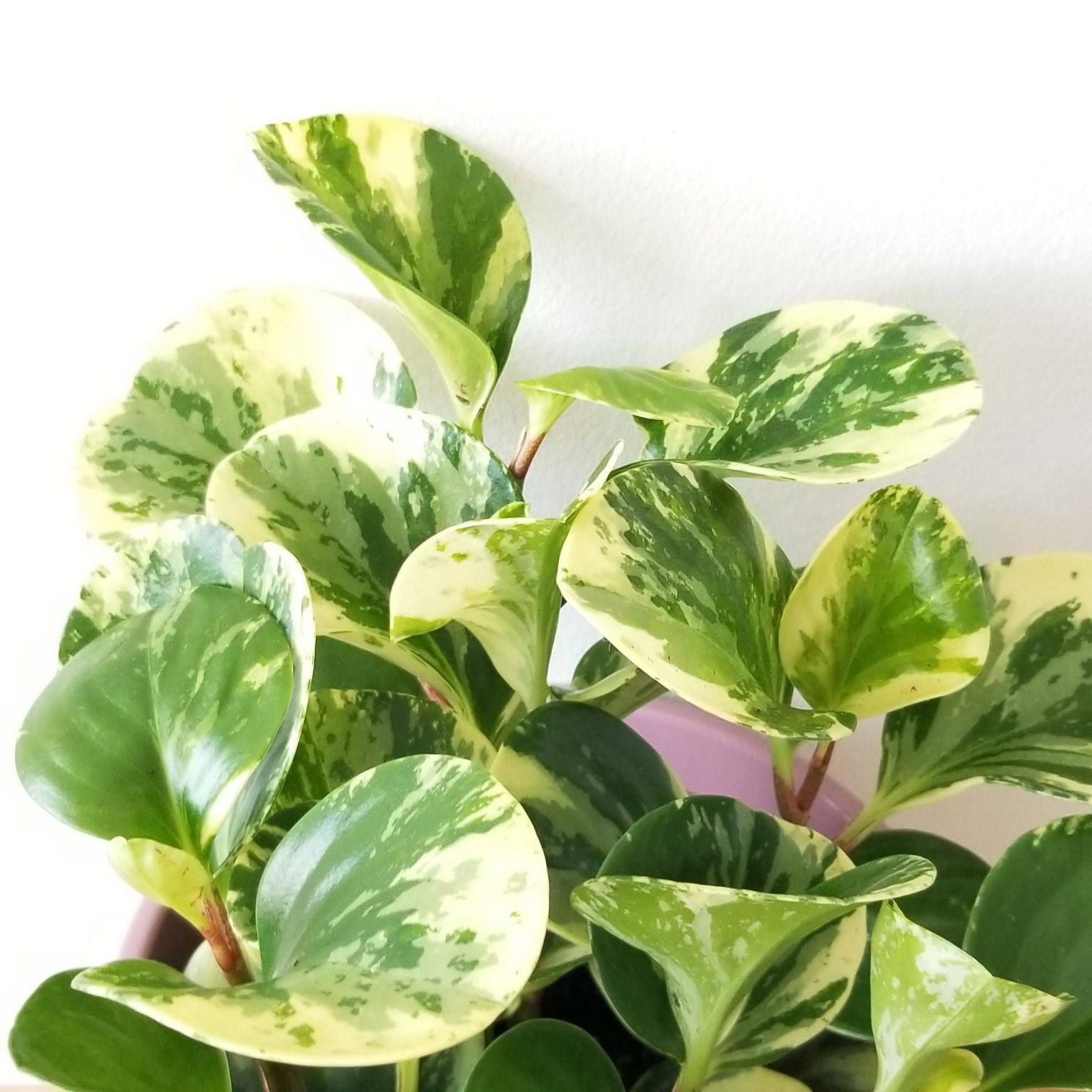 Peperomia obtusifolia Marble | InteriorPlants.ca