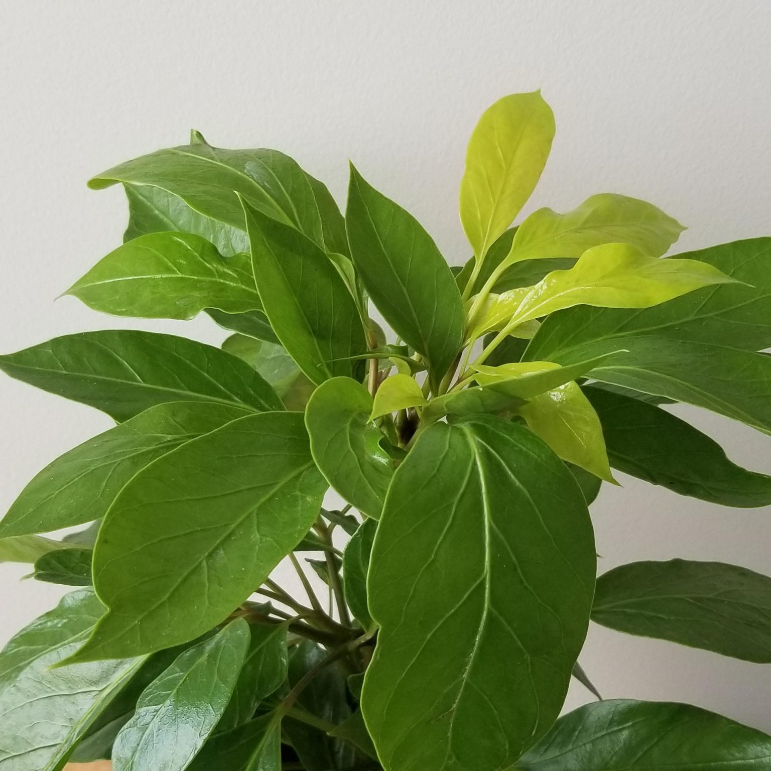 Interior Plants Home | InteriorPlants.ca