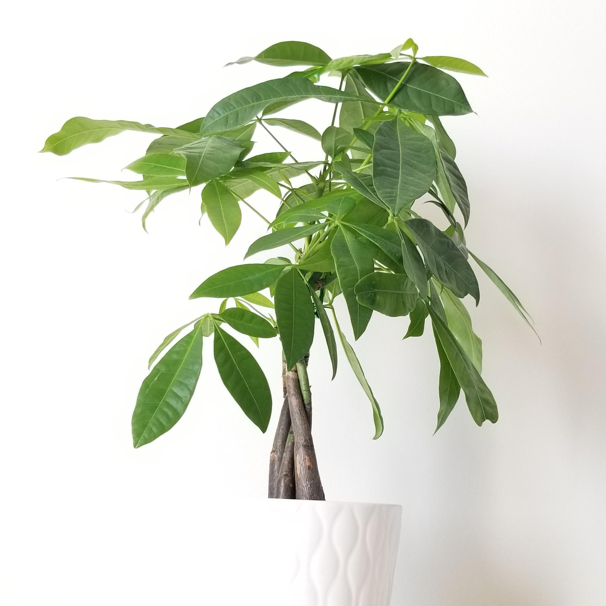 Interior Plants Home | InteriorPlants.ca