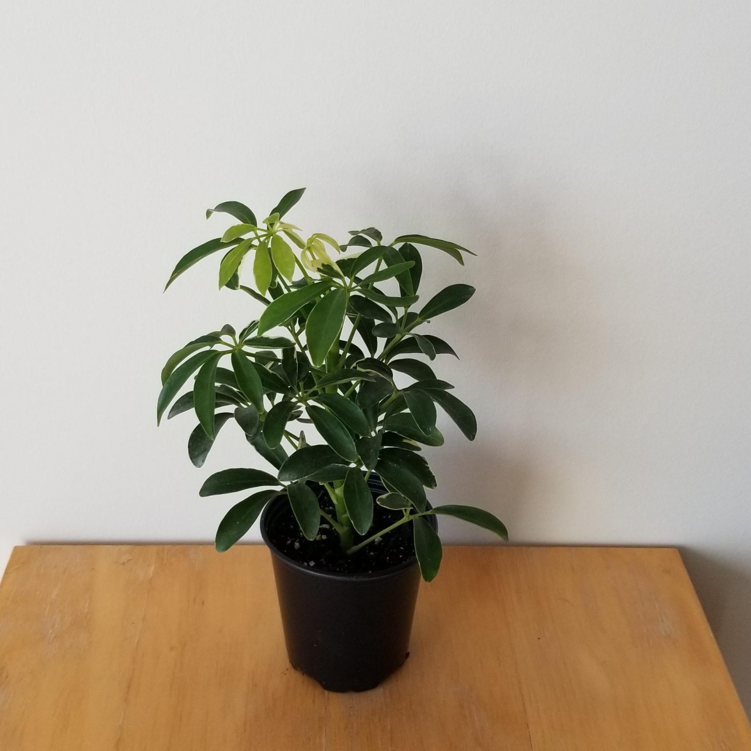 Schefflera | InteriorPlants.ca