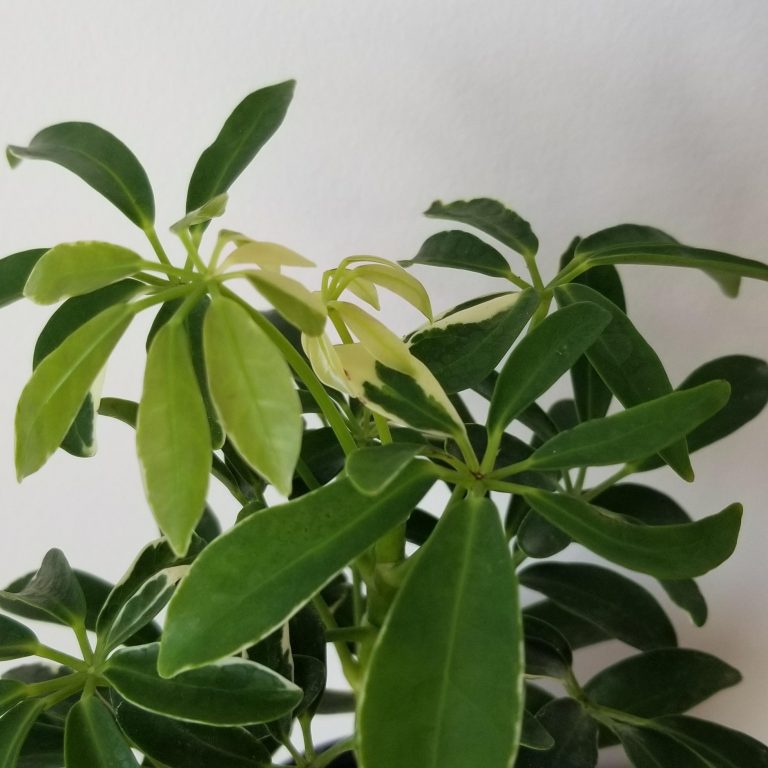 Schefflera arboricola variegated – Dwarf Umbrella Tree | InteriorPlants.ca